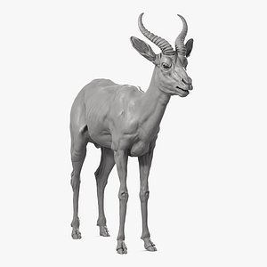 3D Springbok Models - Browse & Download Formats - TurboSquid
