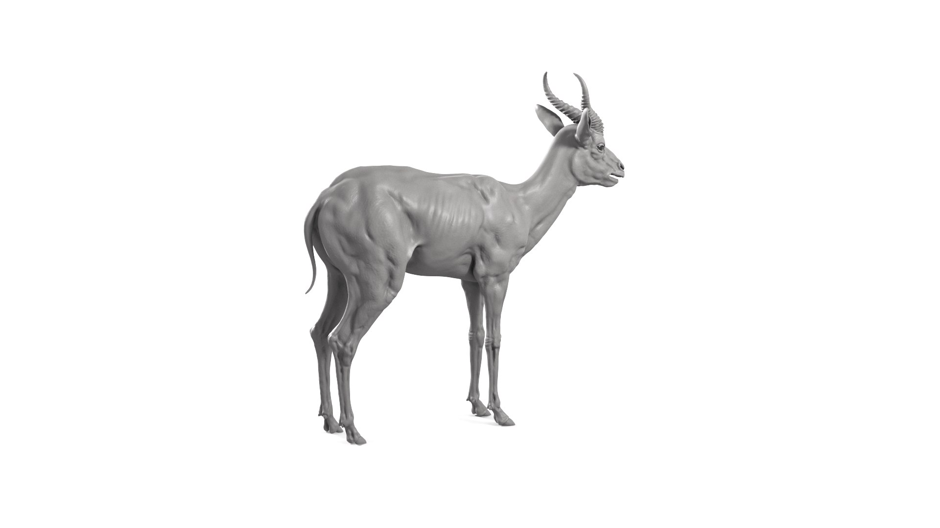 3D Springbok - TurboSquid 2243192