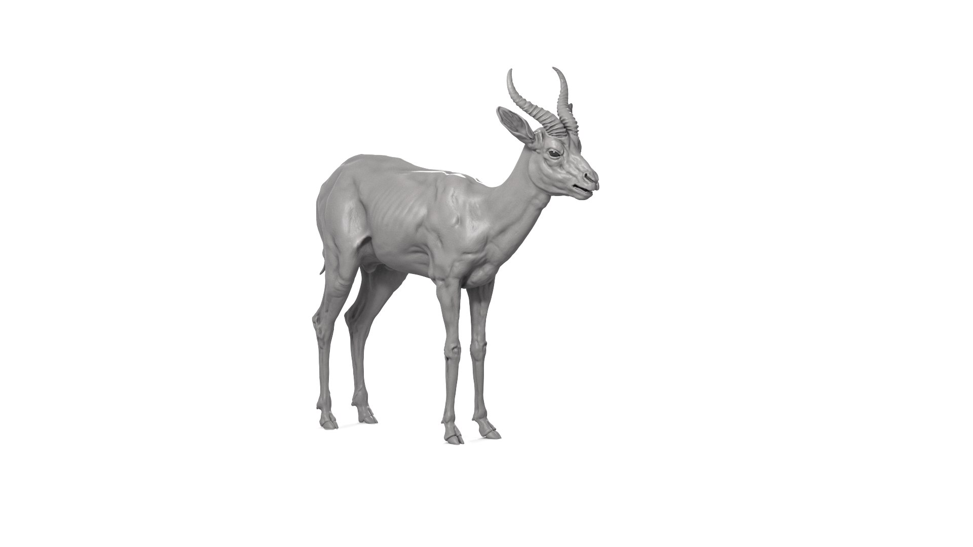 3D Springbok - TurboSquid 2243192