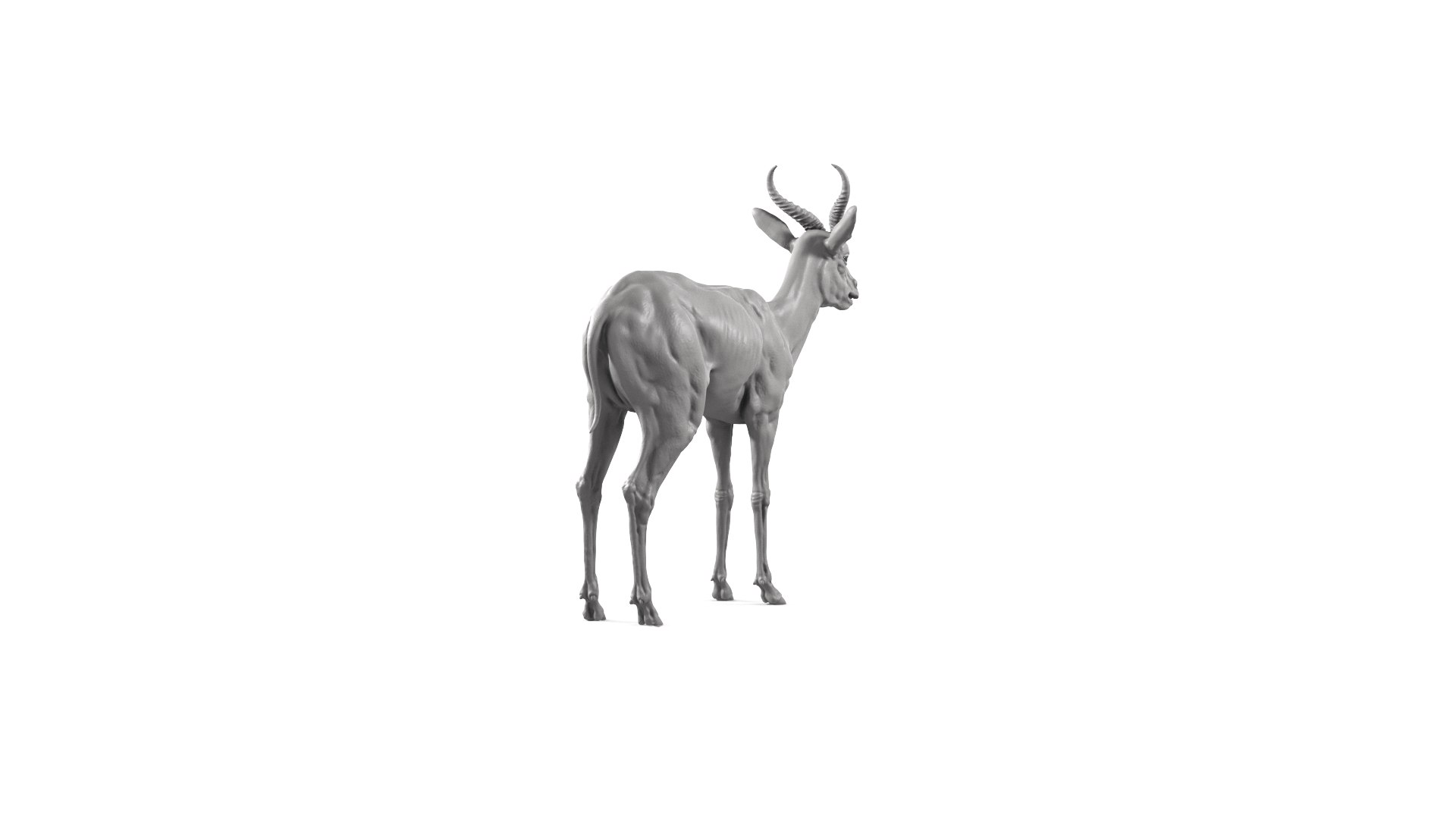 3D Springbok - TurboSquid 2243192