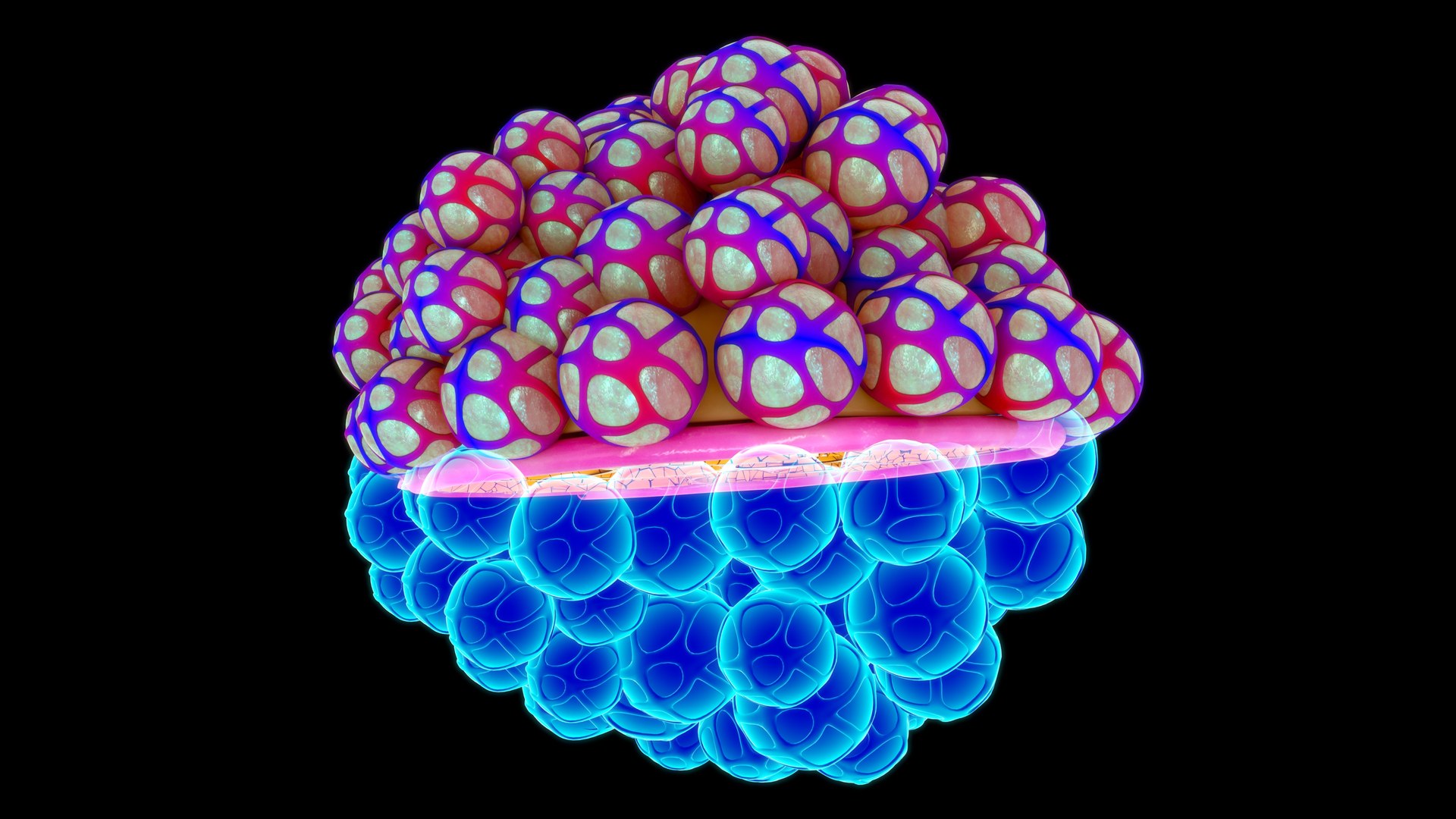 Lungs Alveoli Cross Section Model - TurboSquid 2187572