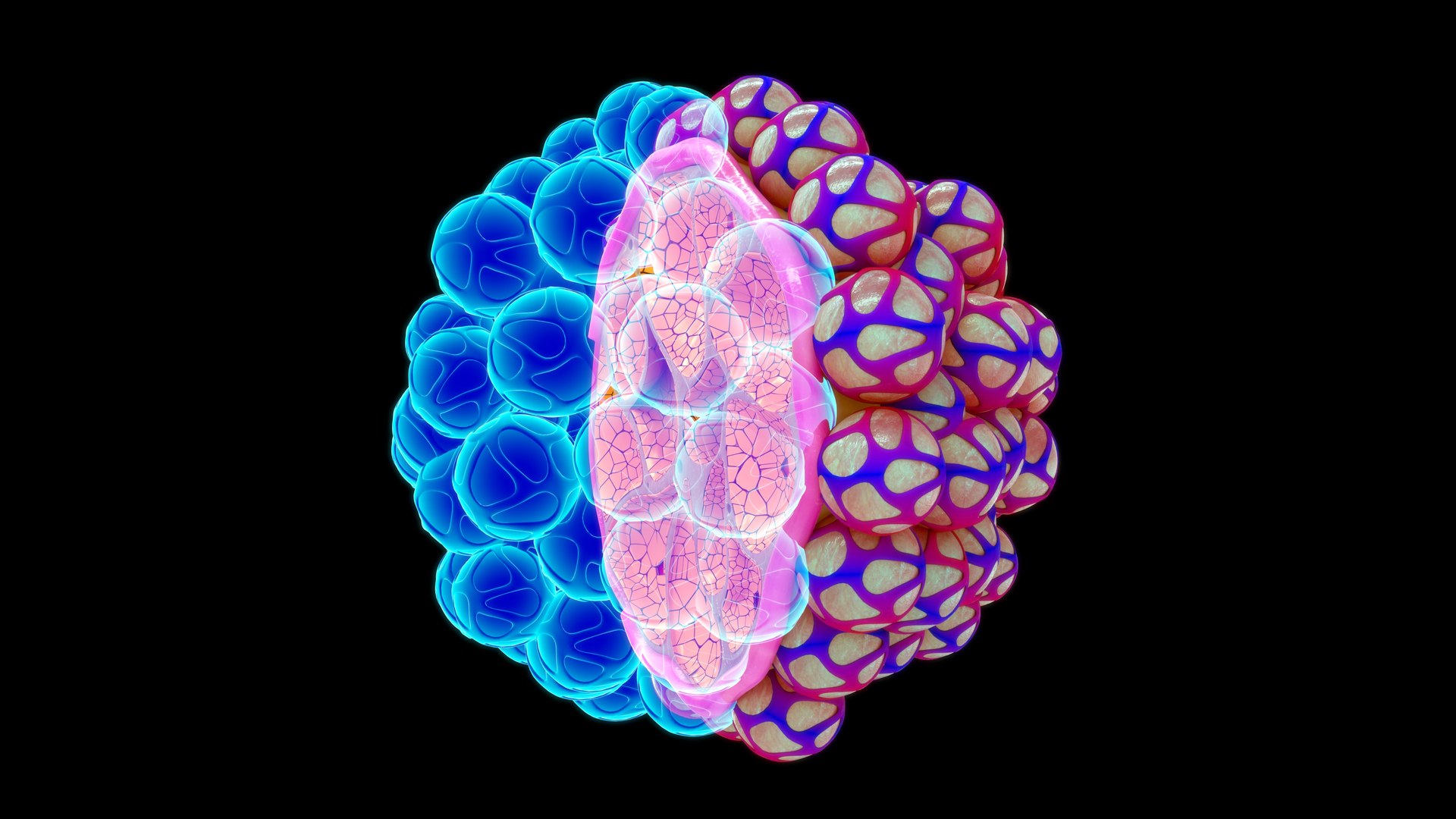 Lungs Alveoli Cross Section Model - TurboSquid 2187572