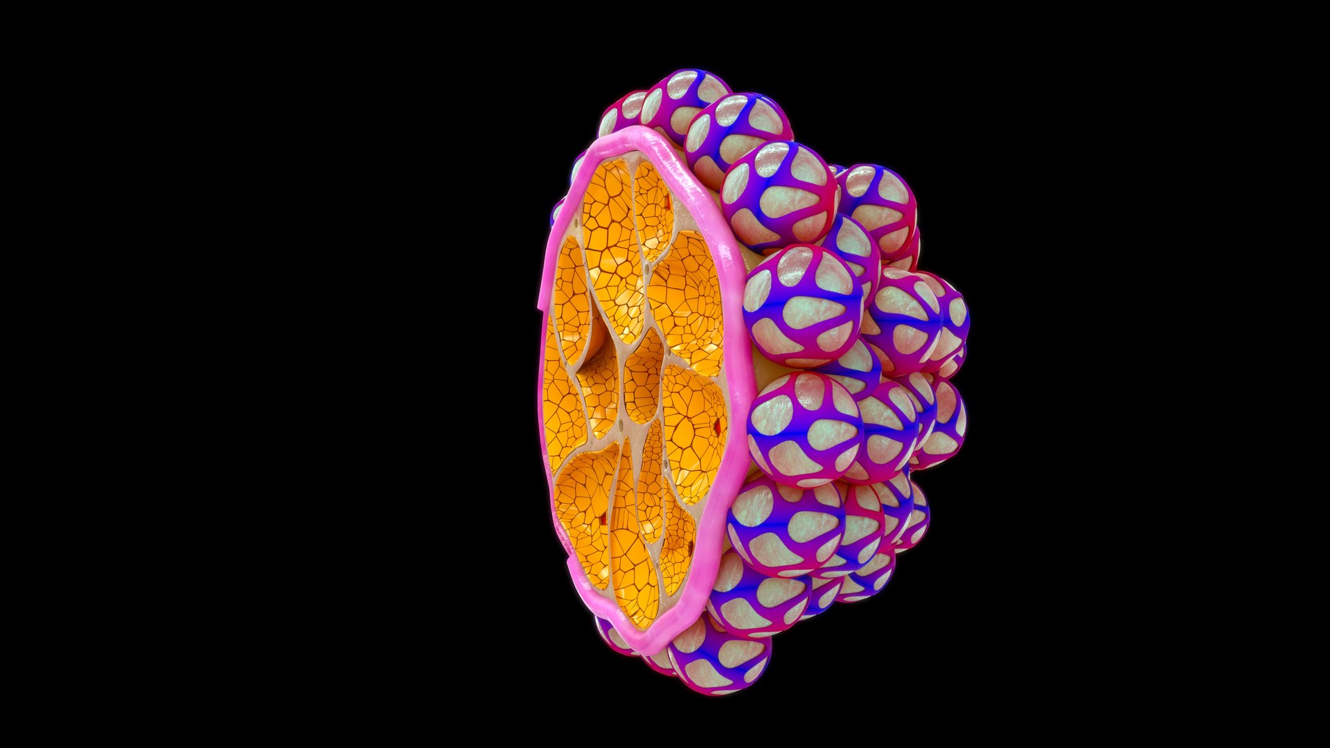 Lungs Alveoli Cross Section Model - TurboSquid 2187572