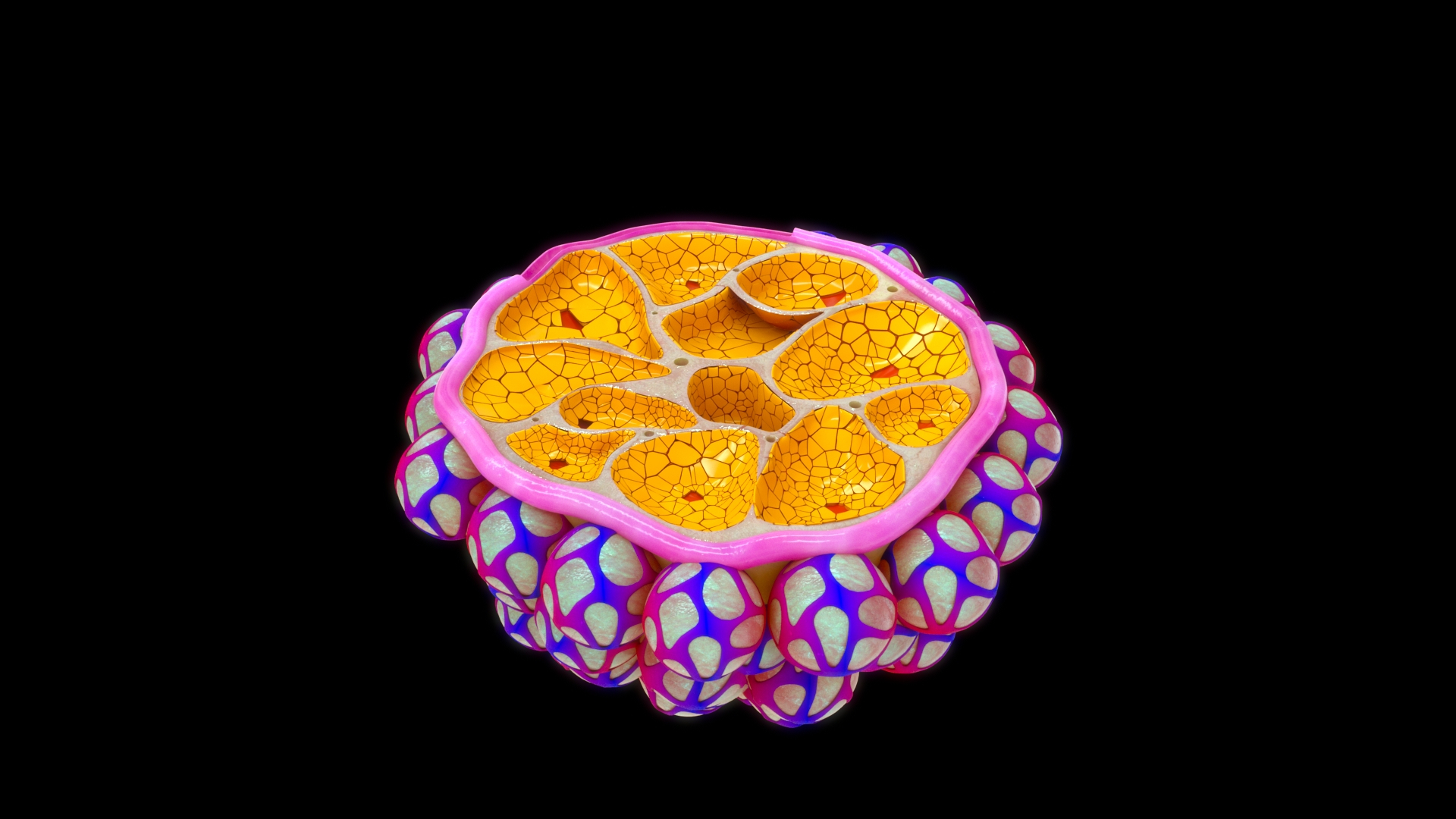 Lungs Alveoli Cross Section Model - TurboSquid 2187572