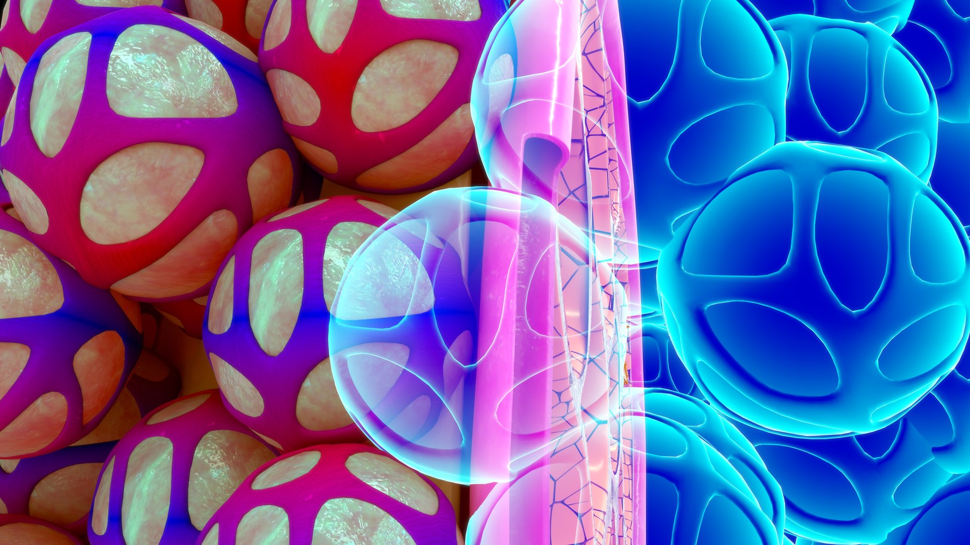 Lungs Alveoli Cross Section Model - TurboSquid 2187572