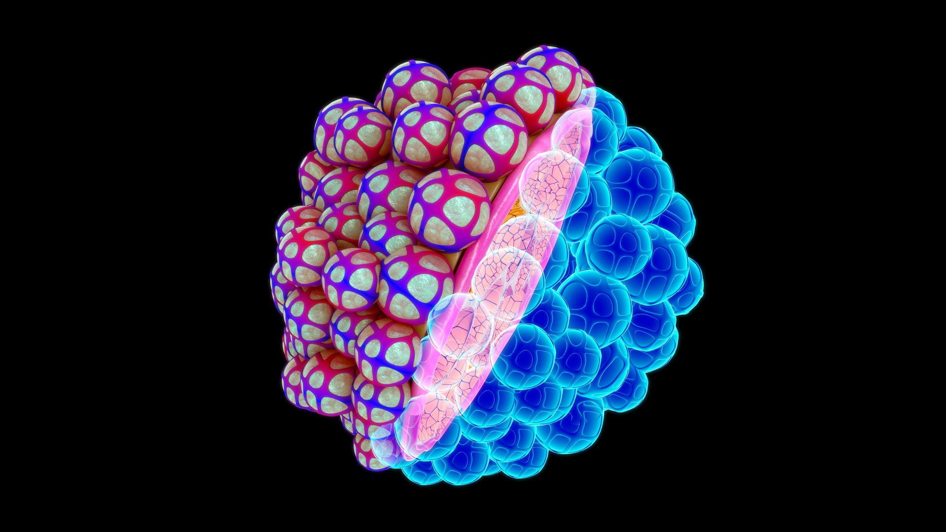 Lungs Alveoli Cross Section Model - TurboSquid 2187572