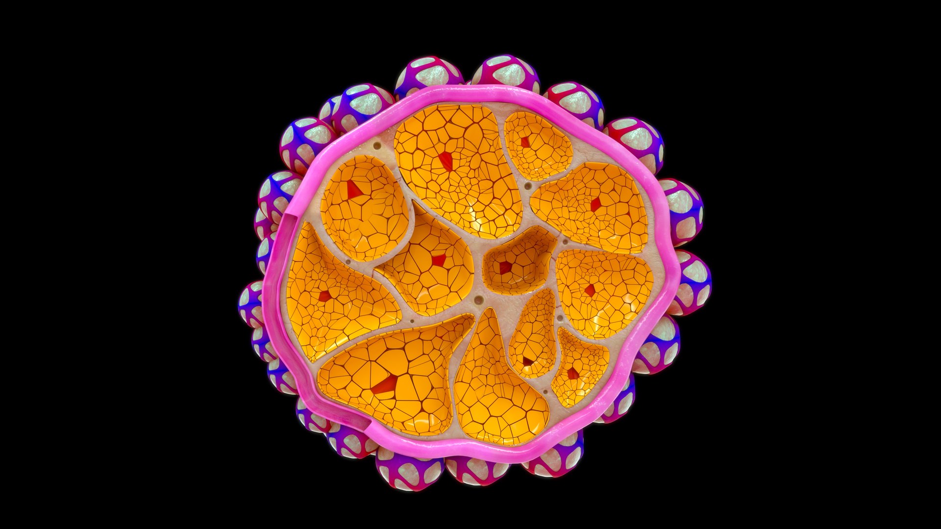 Lungs Alveoli Cross Section Model - TurboSquid 2187572