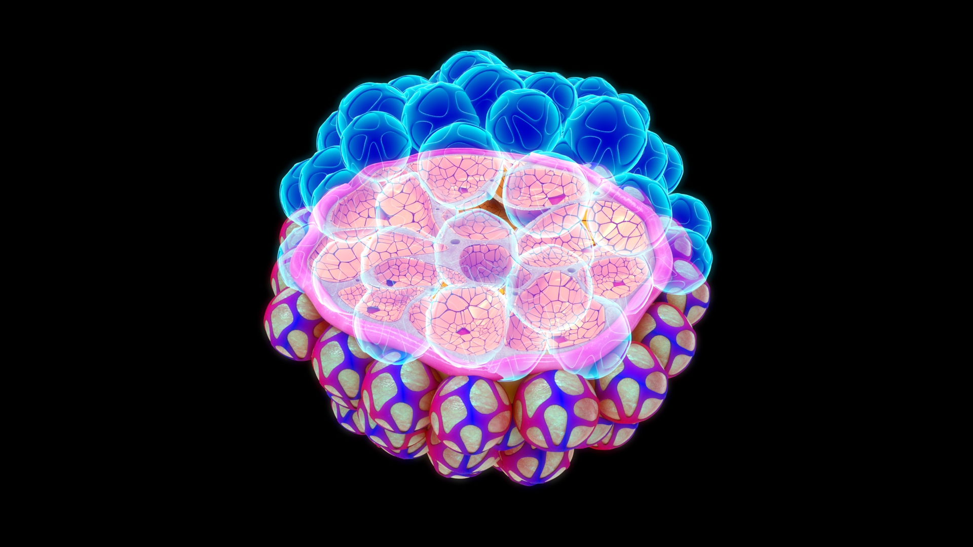 Lungs Alveoli Cross Section Model Turbosquid 2187572