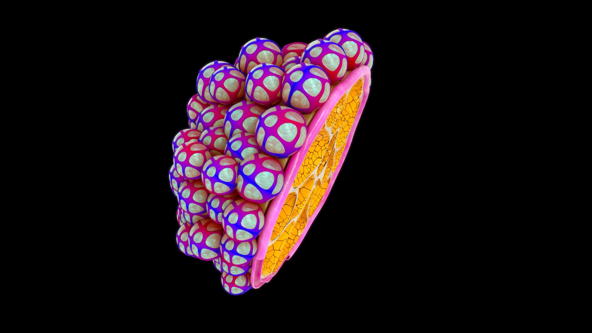 Lungs Alveoli Cross Section Model - TurboSquid 2187572