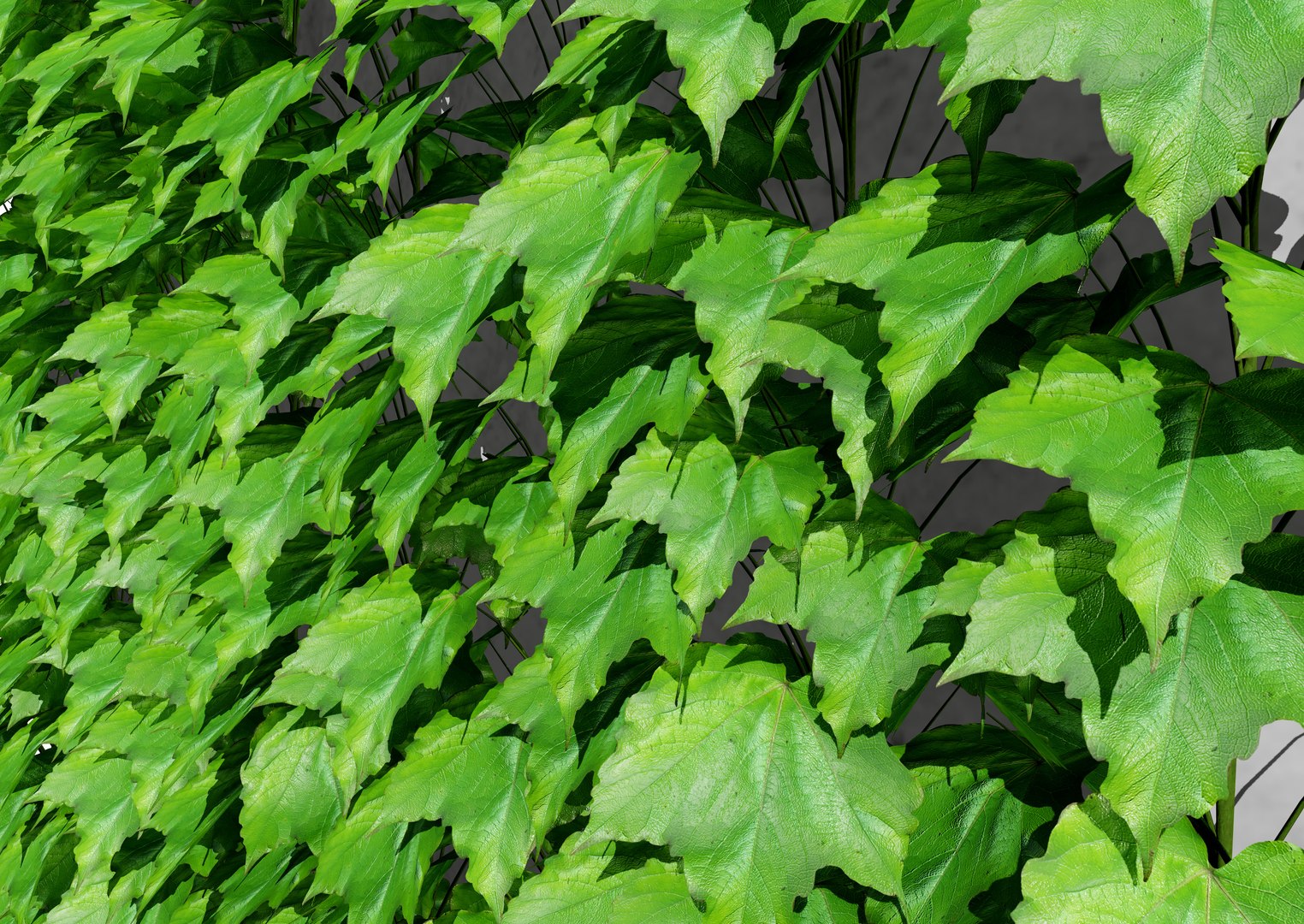 3D Model Virginia Creeper And Boston Ivy With Free Tutorial ...