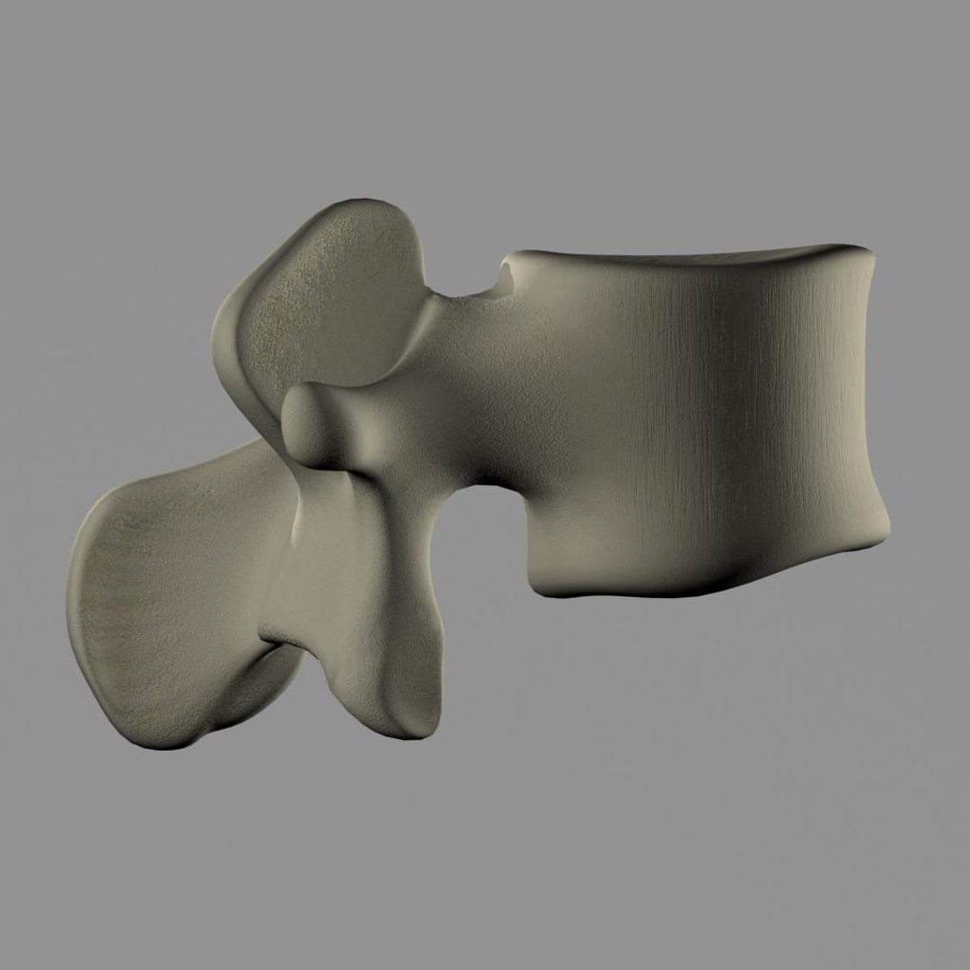 3d Lumbar Vertebrae Model