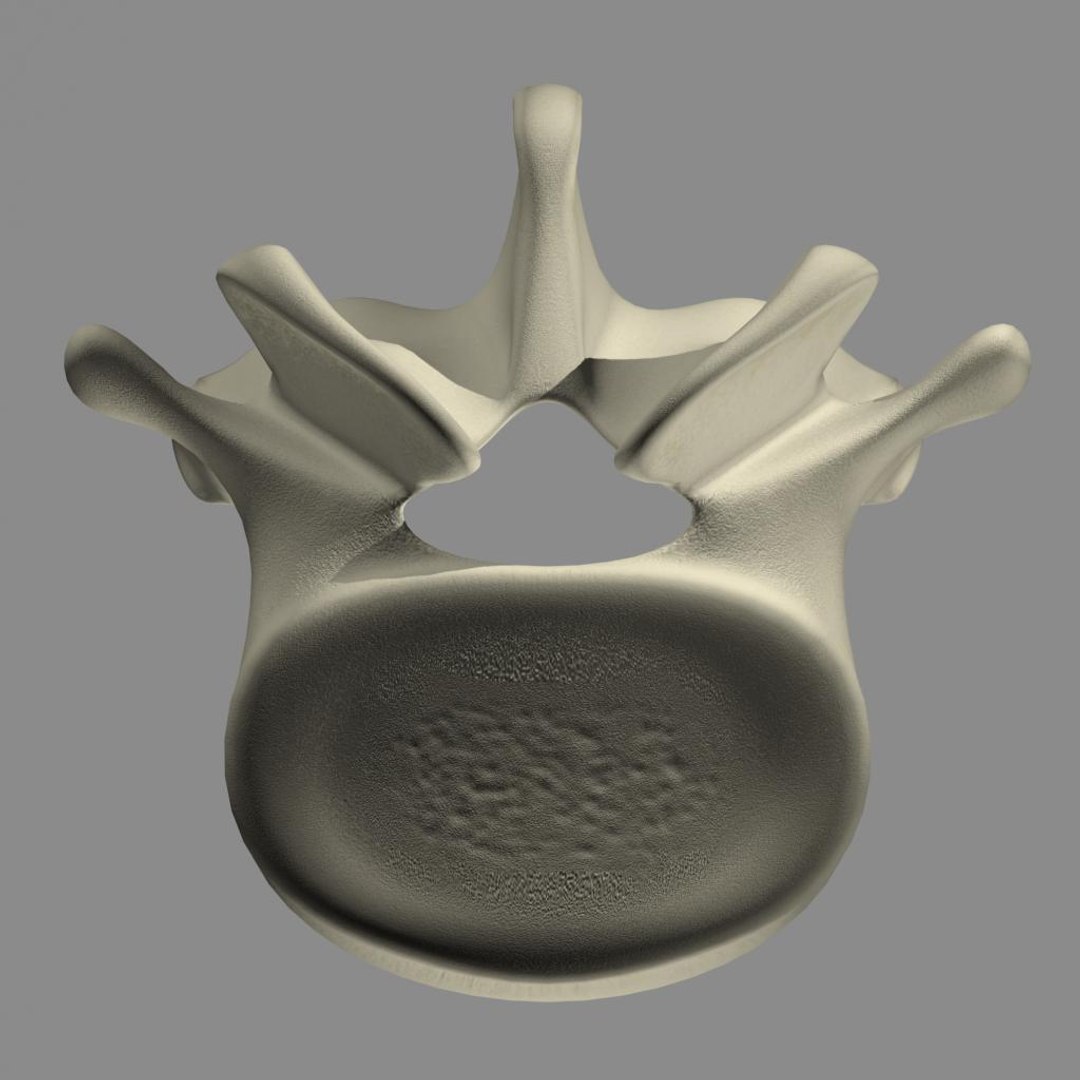 3d Lumbar Vertebrae Model