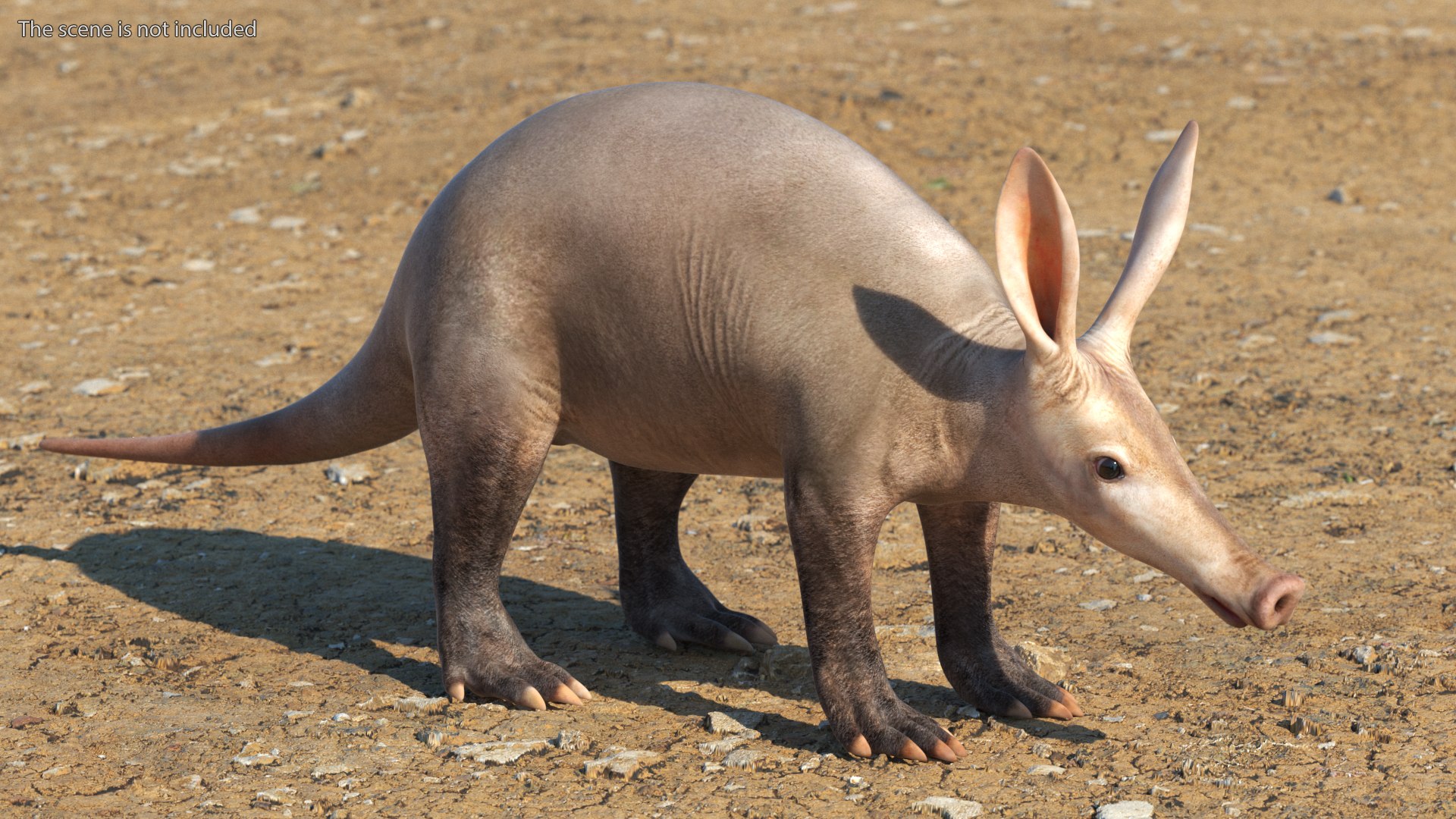 3D Model Orycteropus Afer Rigged - TurboSquid 2197399