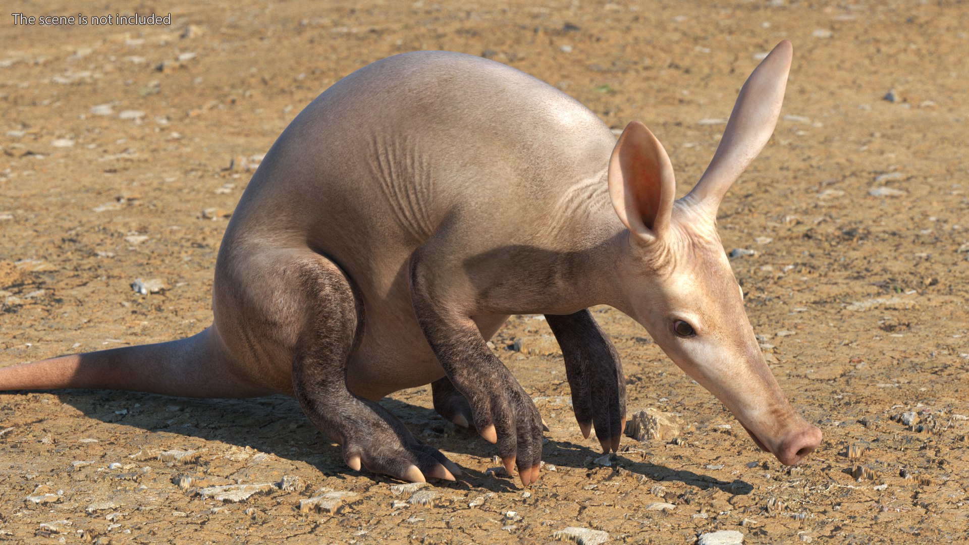 3D Model Orycteropus Afer Rigged - TurboSquid 2197399
