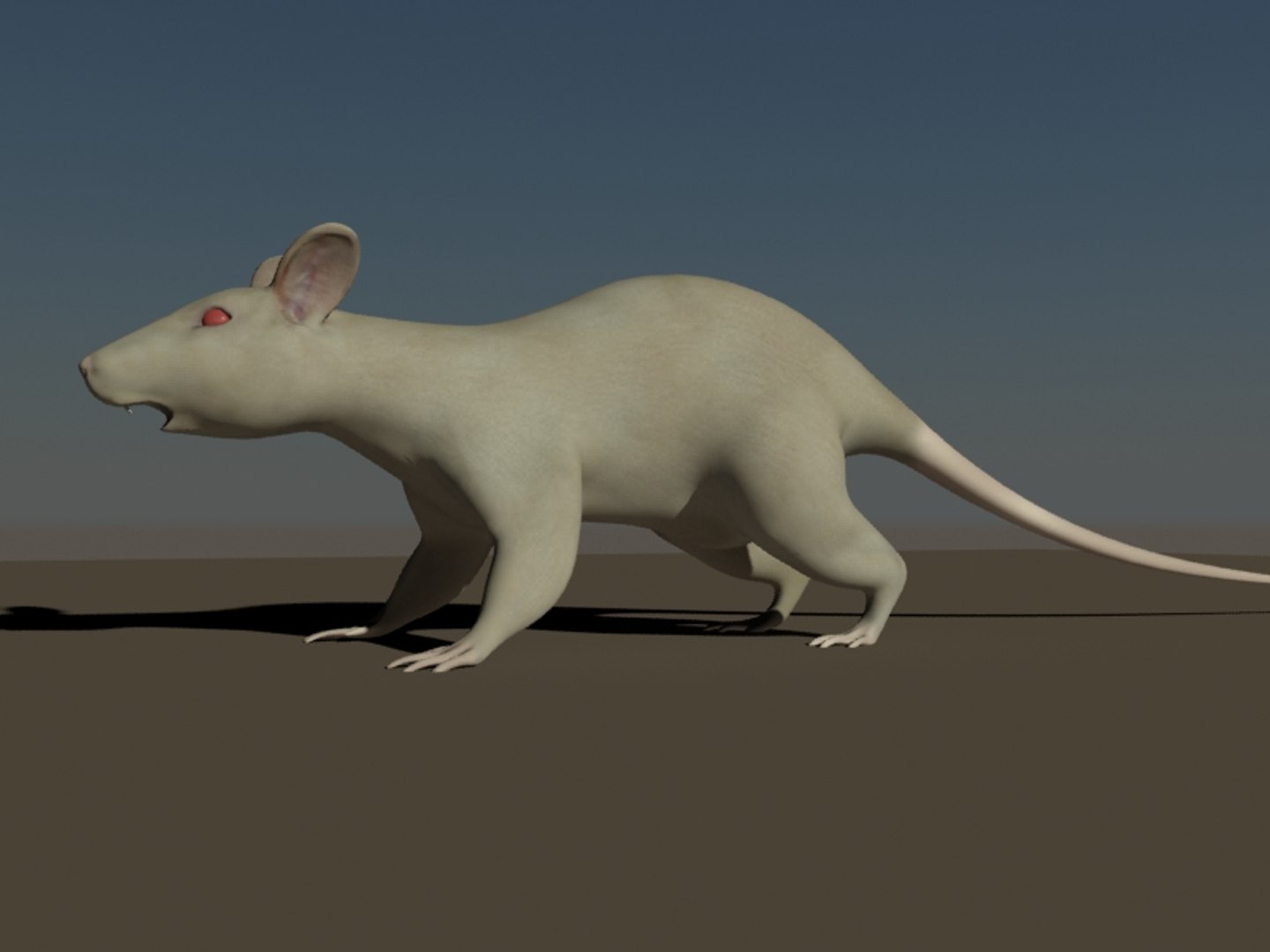 max white rat