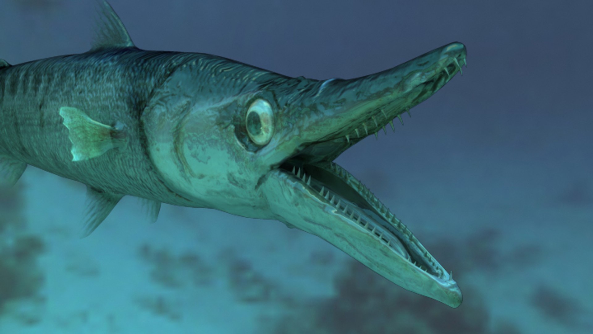 Maya Animation Barracuda