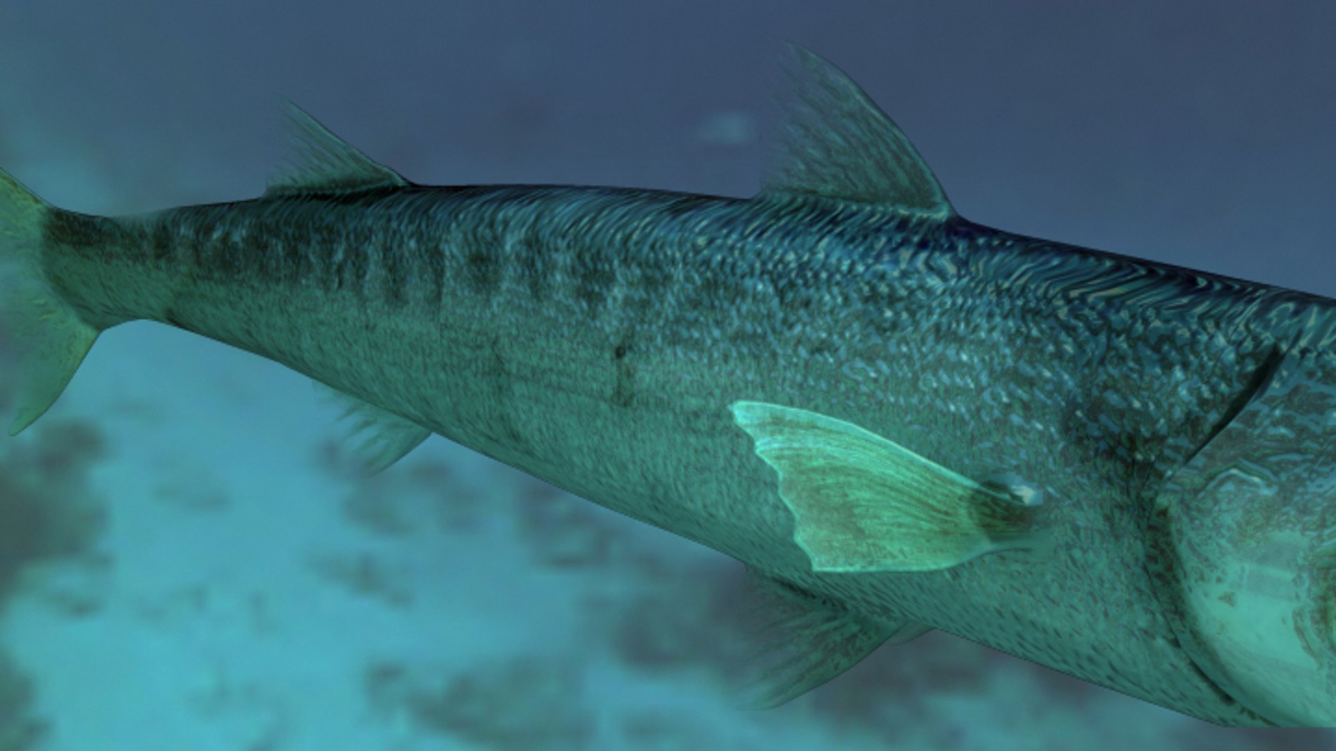 Maya Animation Barracuda