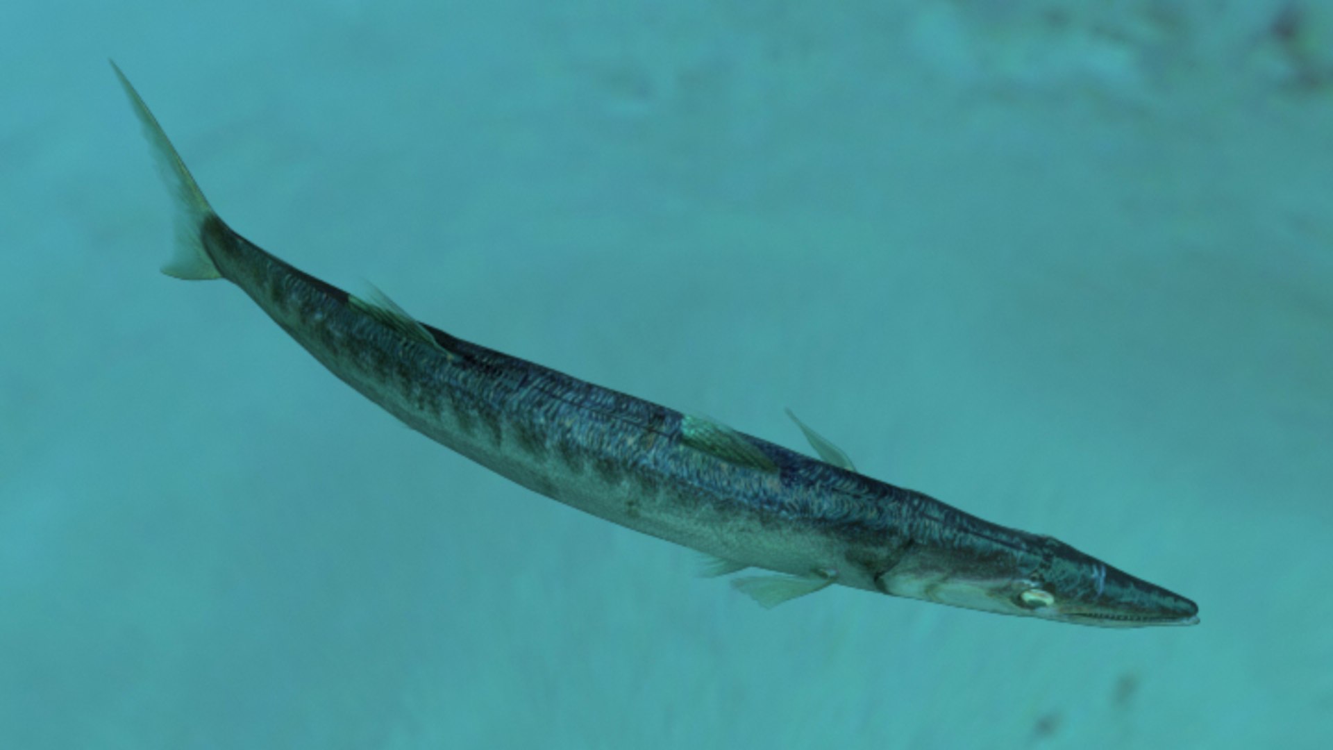 Maya Animation Barracuda