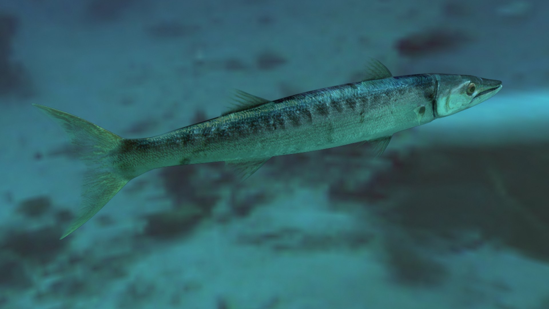Maya Animation Barracuda