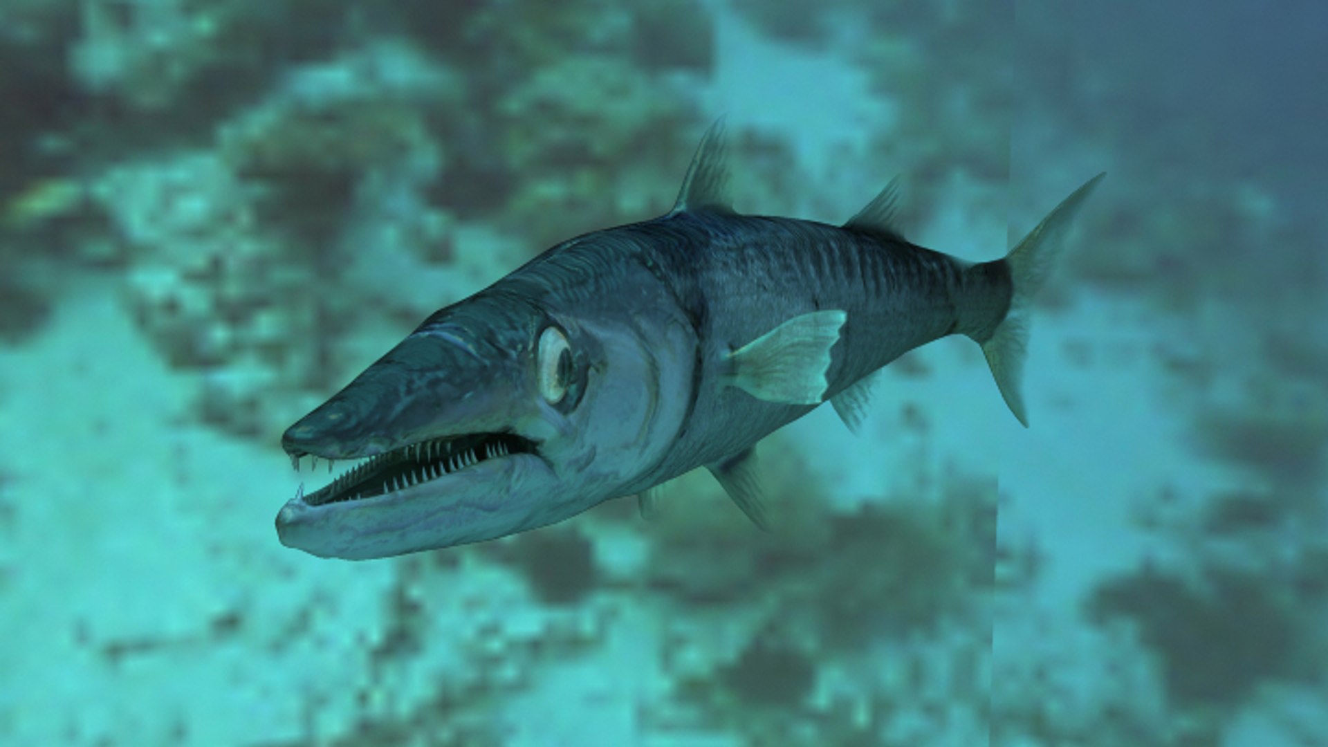 Maya Animation Barracuda