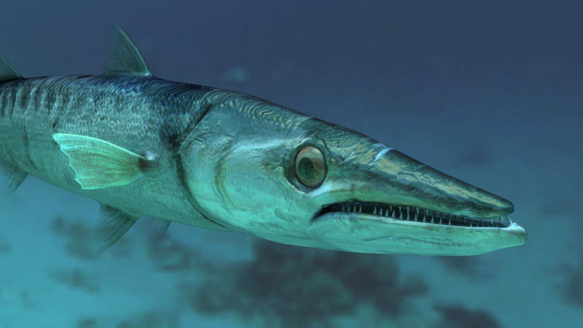 Maya Animation Barracuda