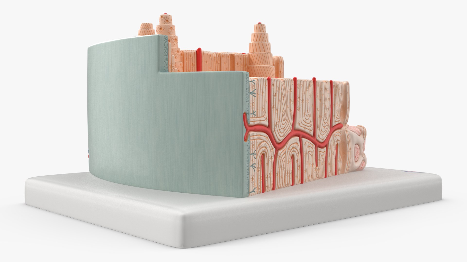 Plastic Human Bone Tissues Cross Section 3D Model - TurboSquid 2368304