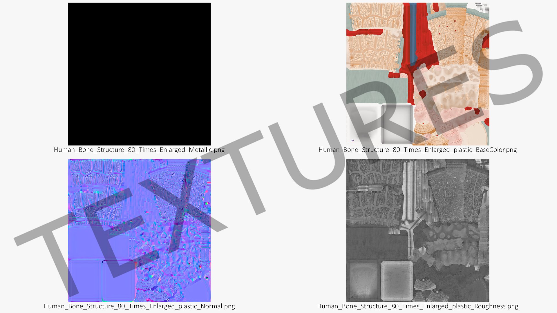 Plastic Human Bone Tissues Cross Section 3D Model - TurboSquid 2368304