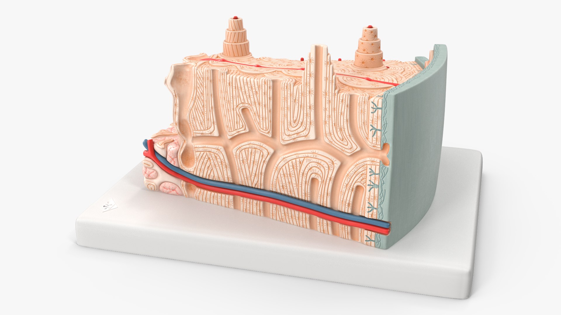 Plastic Human Bone Tissues Cross Section 3D Model - TurboSquid 2368304