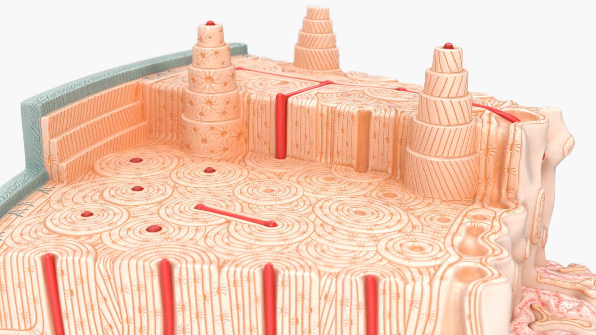 Plastic Human Bone Tissues Cross Section 3D Model - TurboSquid 2368304