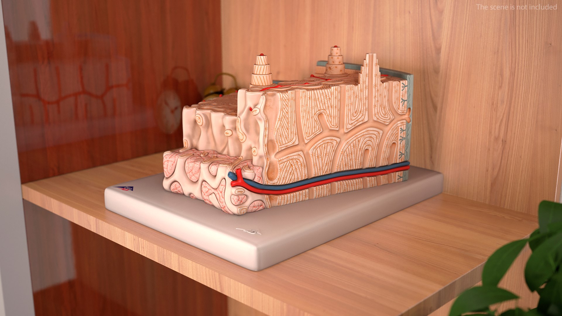 Plastic Human Bone Tissues Cross Section 3D Model - TurboSquid 2368304