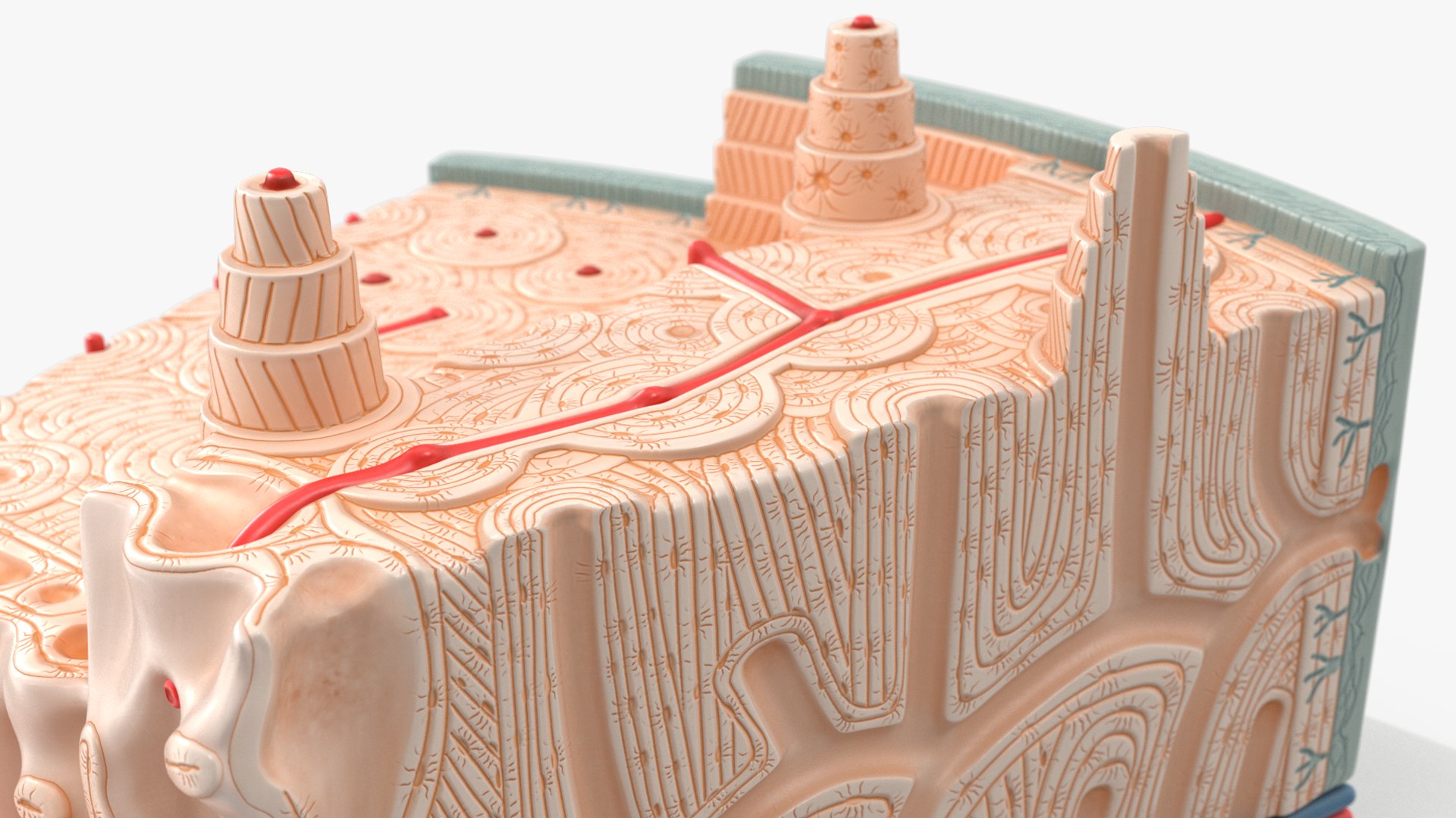 Plastic Human Bone Tissues Cross Section 3D Model - TurboSquid 2368304