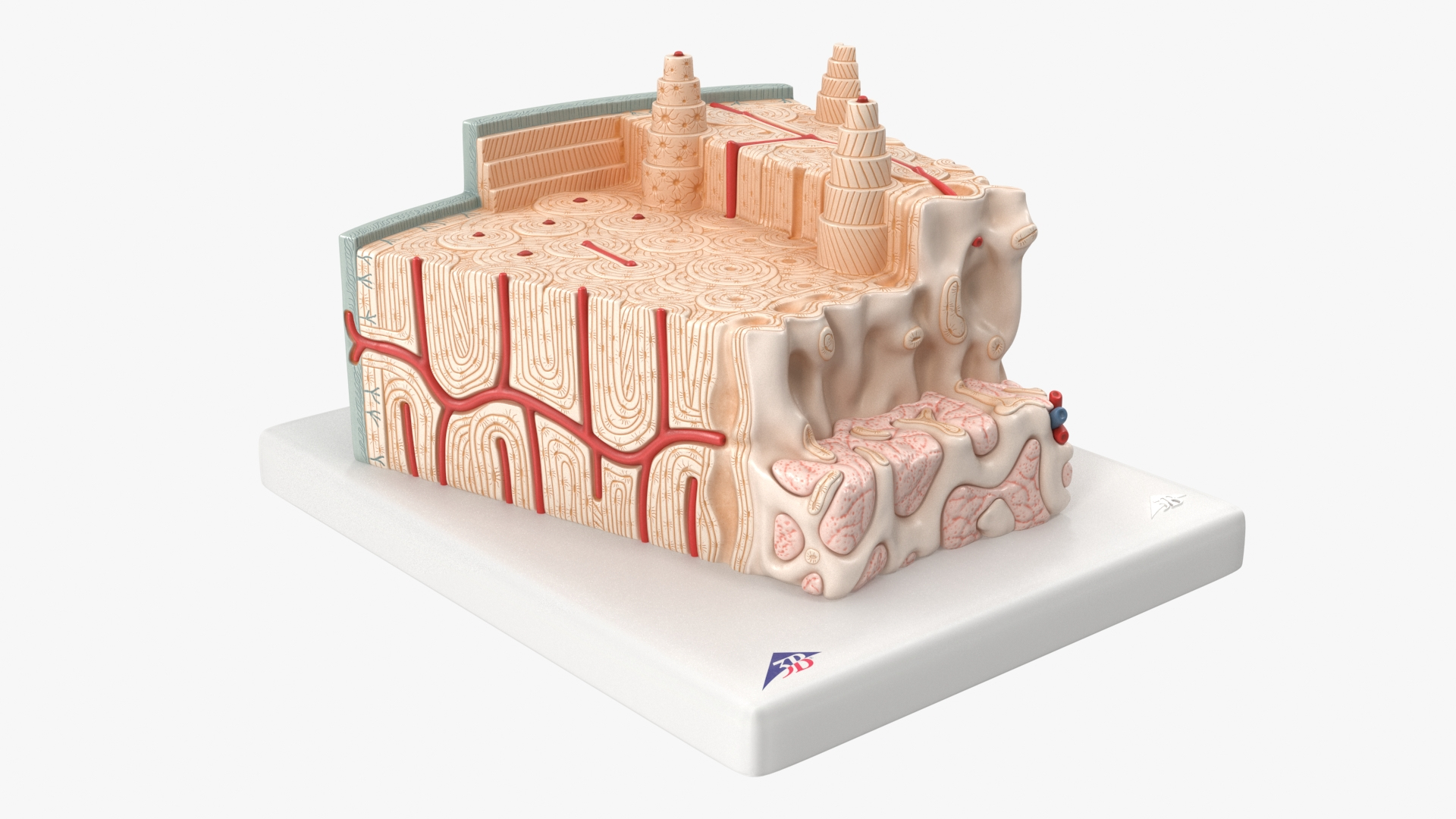 Plastic Human Bone Tissues Cross Section 3D Model - TurboSquid 2368304