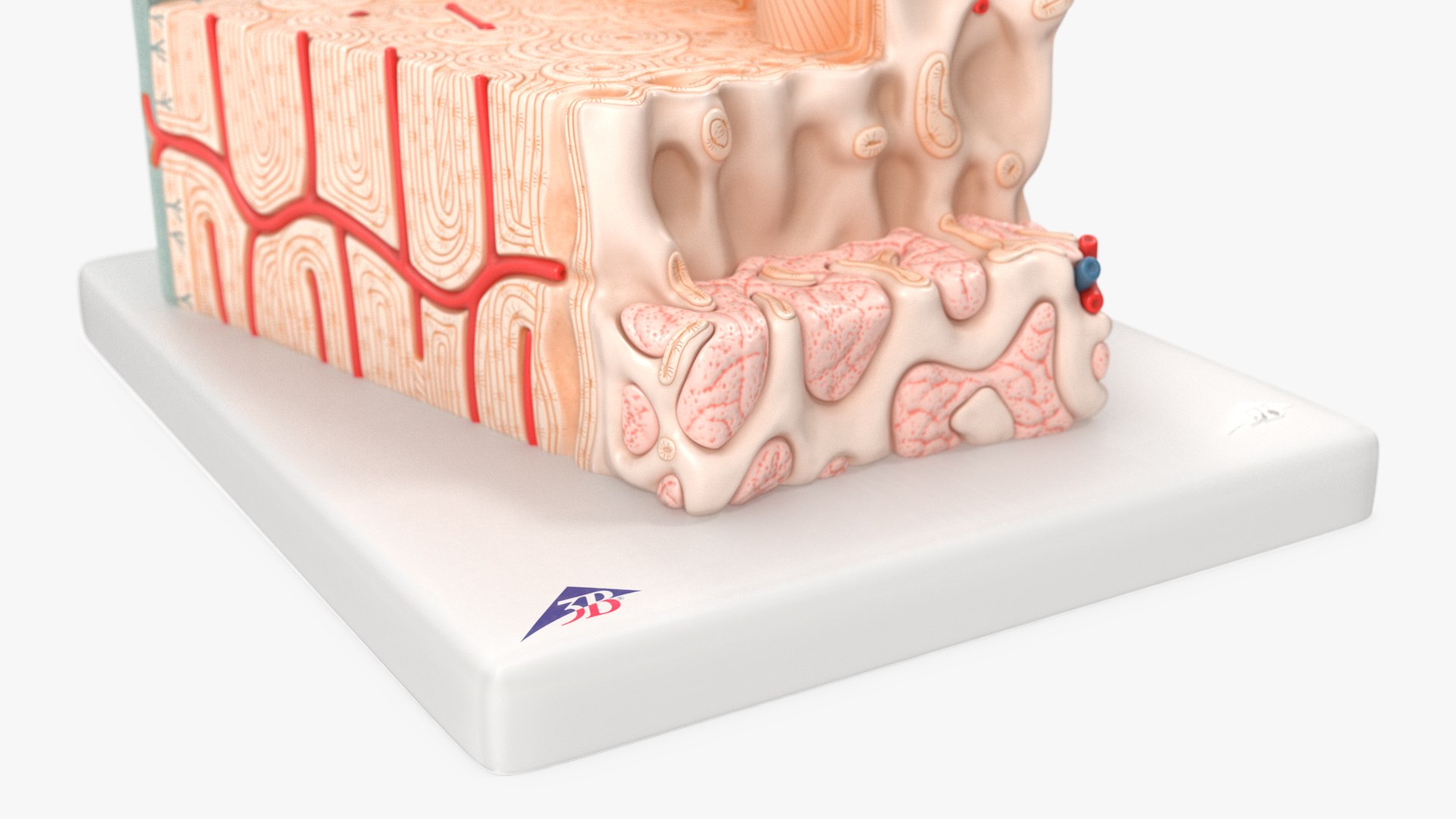 Plastic Human Bone Tissues Cross Section 3D Model - TurboSquid 2368304