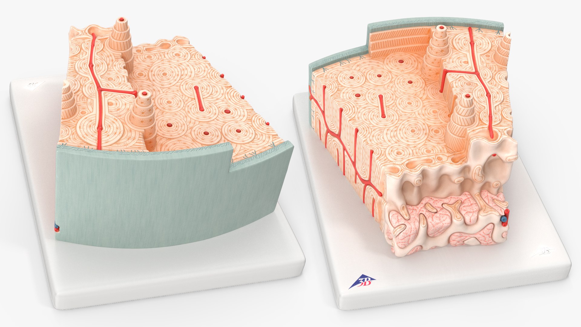 Plastic Human Bone Tissues Cross Section 3D Model - TurboSquid 2368304