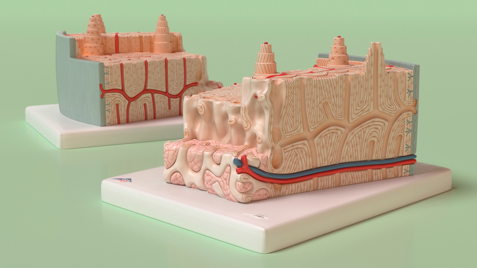Plastic Human Bone Tissues Cross Section 3D Model - TurboSquid 2368304