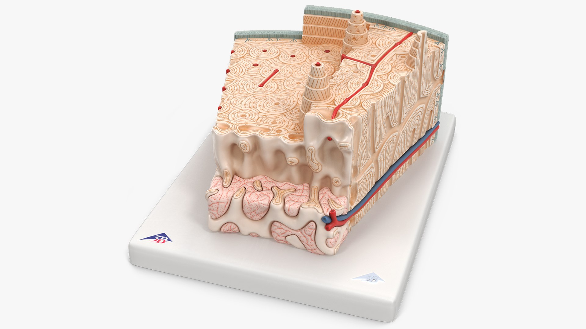 Plastic Human Bone Tissues Cross Section 3D Model - TurboSquid 2368304