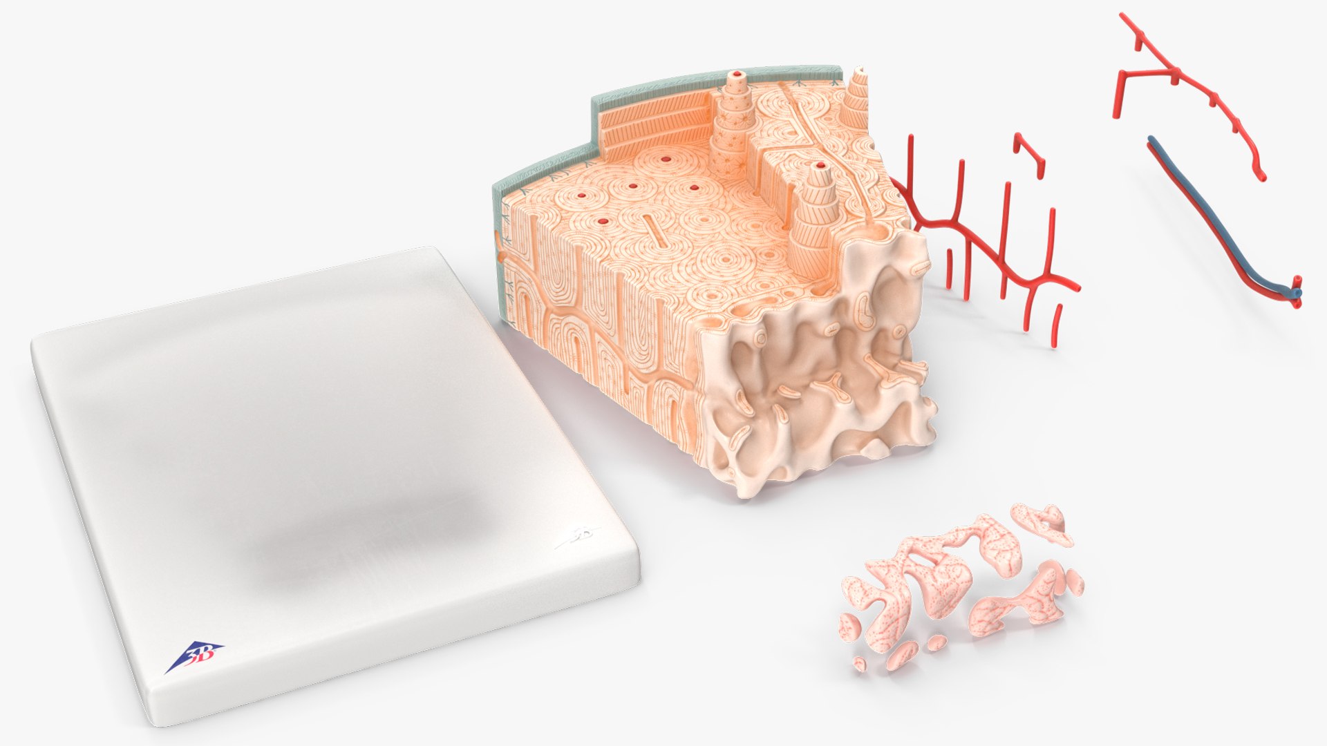 Plastic Human Bone Tissues Cross Section 3D Model - TurboSquid 2368304