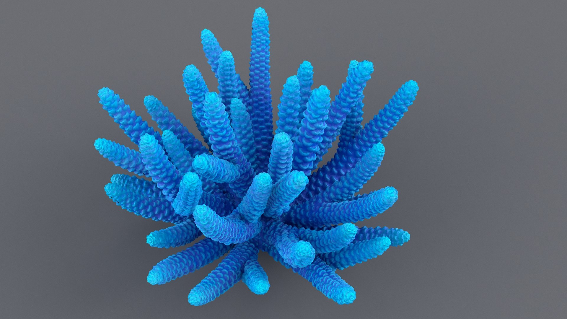 Acropora Coral 3D Model - TurboSquid 1477055