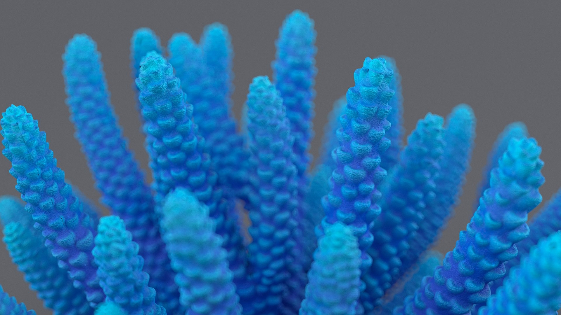 Acropora Coral 3D Model - TurboSquid 1477055