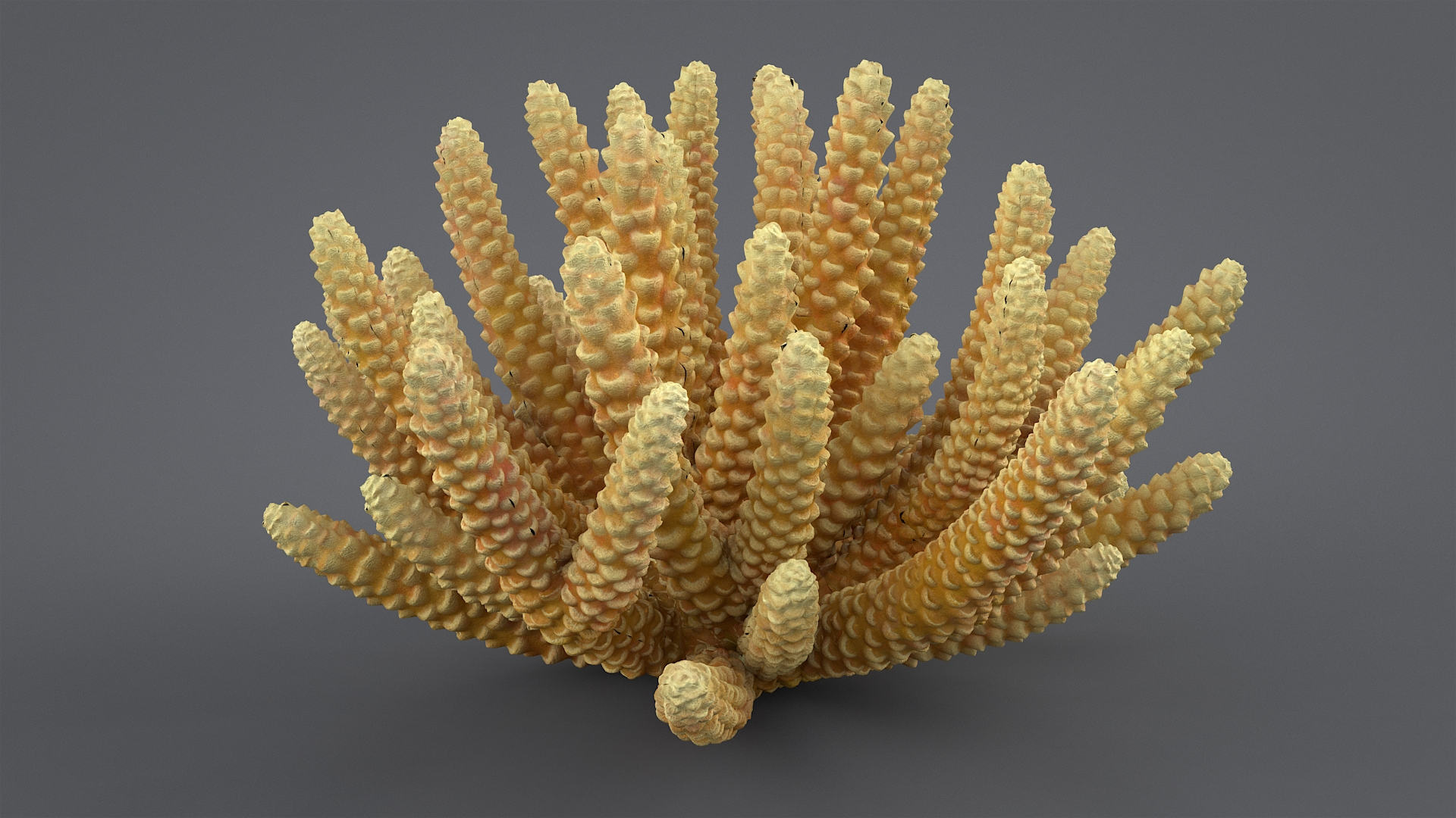 Acropora Coral 3D Model - TurboSquid 1477055