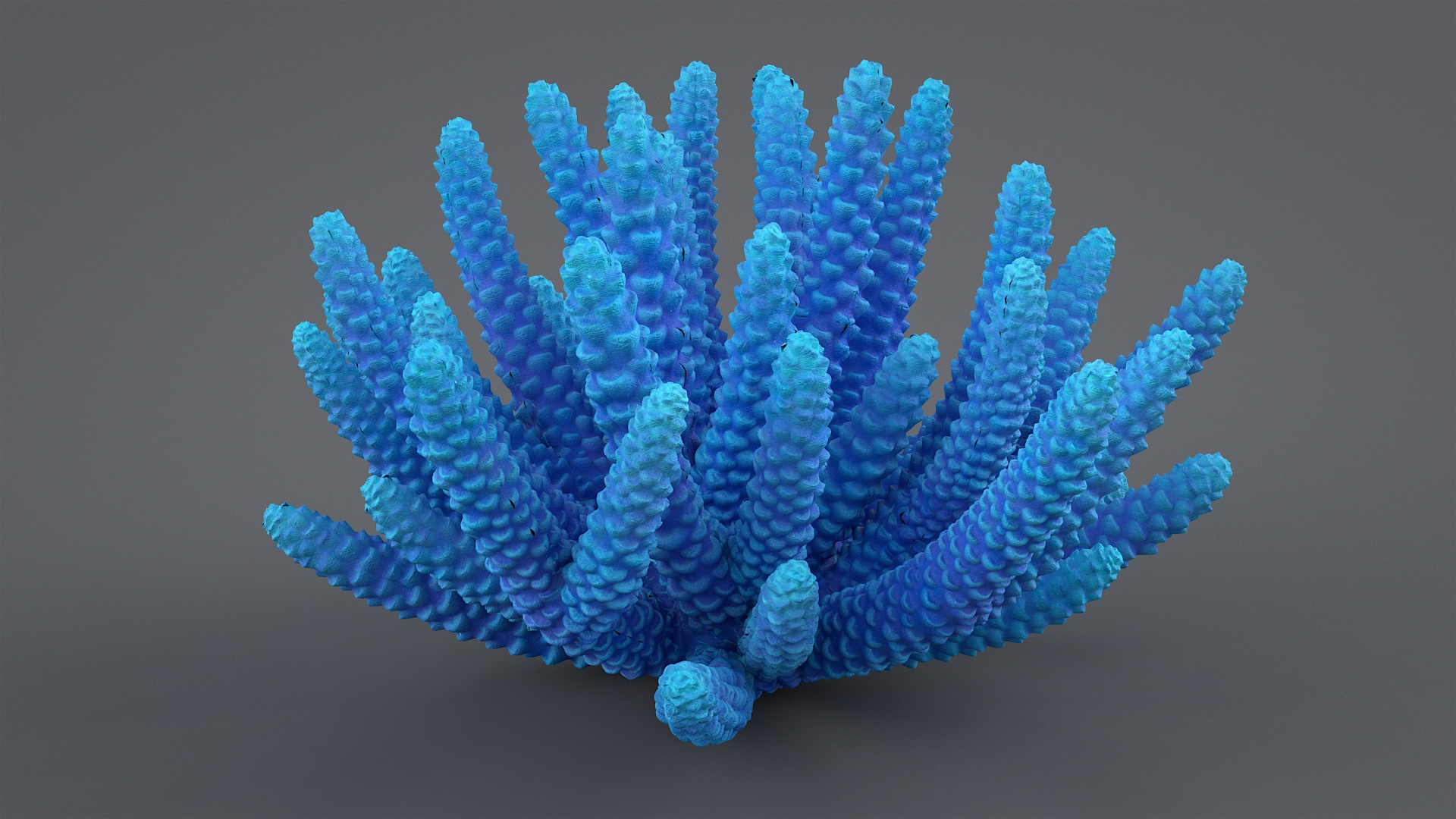 Acropora Coral 3D Model - TurboSquid 1477055