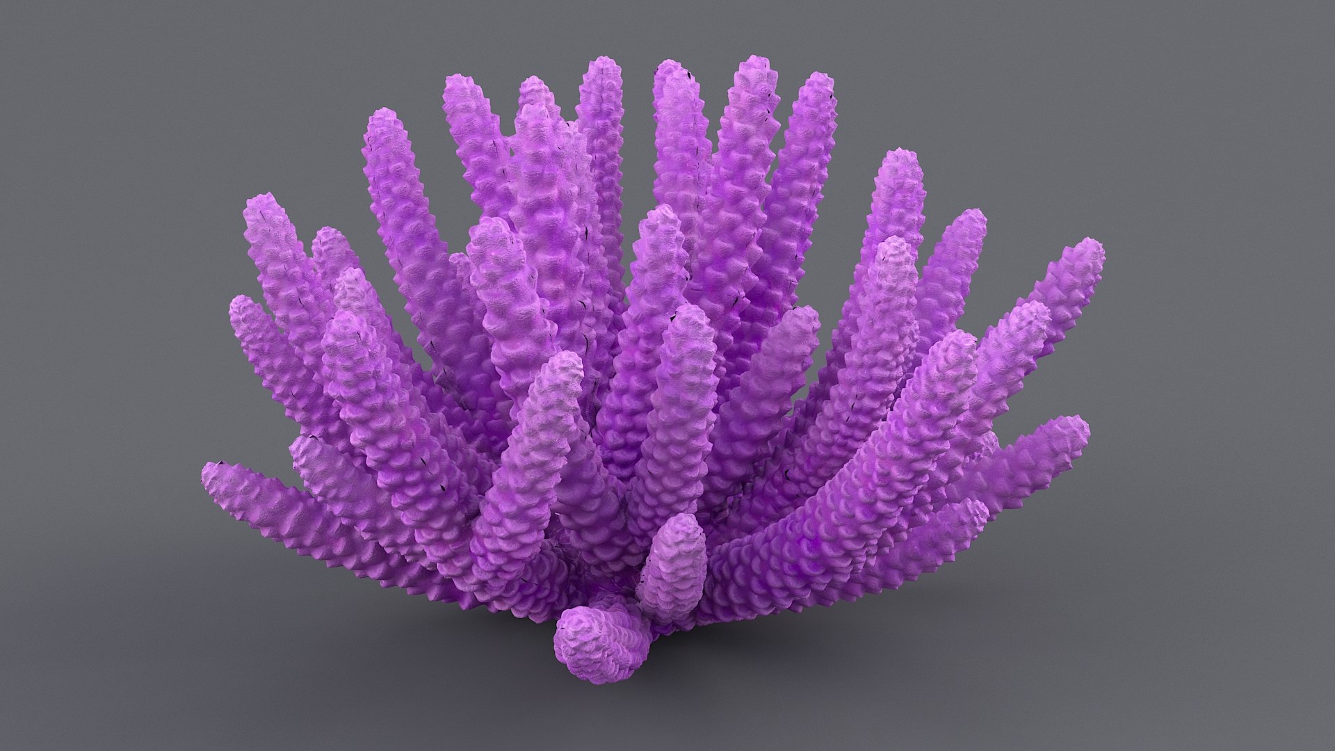 Acropora Coral 3D Model - TurboSquid 1477055