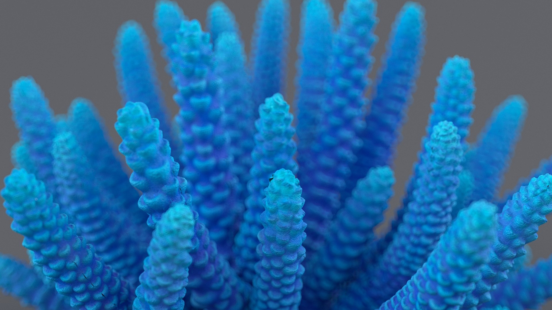 Acropora Coral 3D Model - TurboSquid 1477055