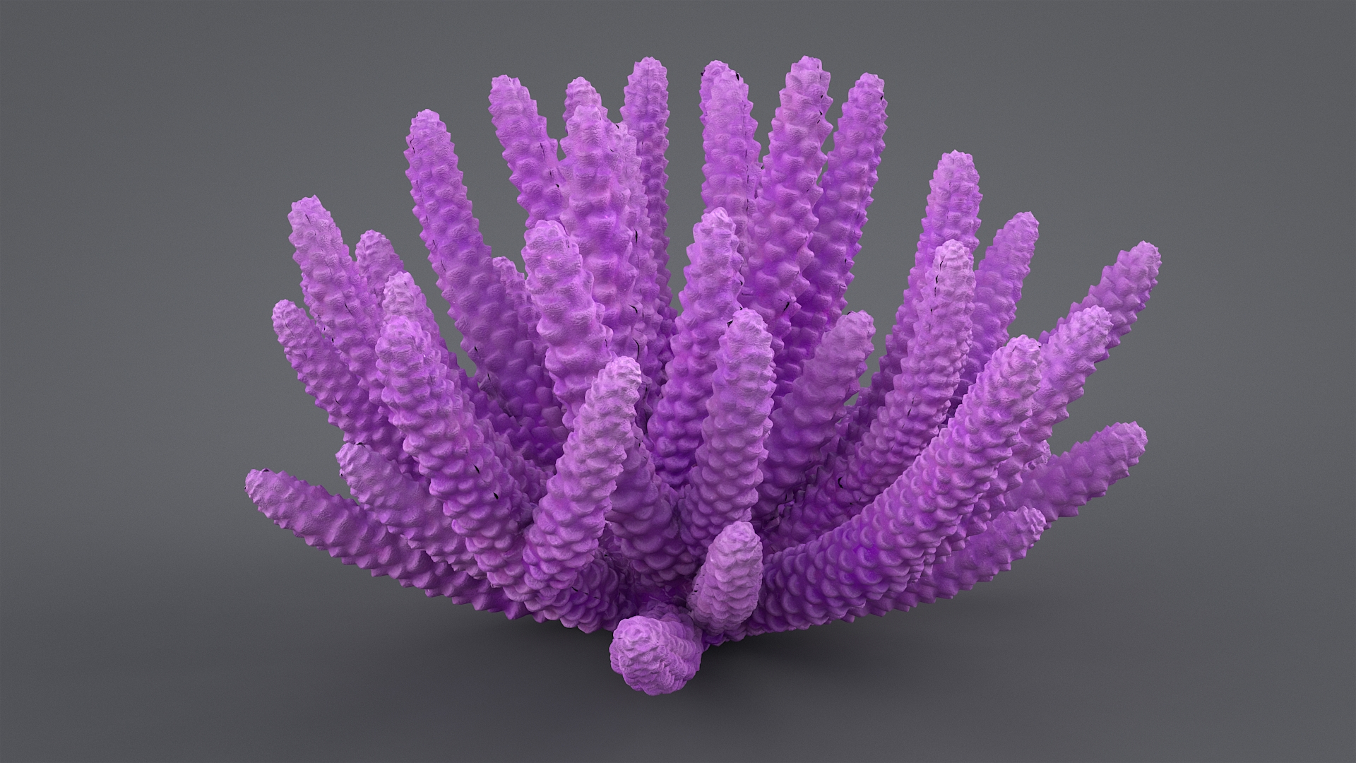 Acropora Coral 3D Model - TurboSquid 1477055