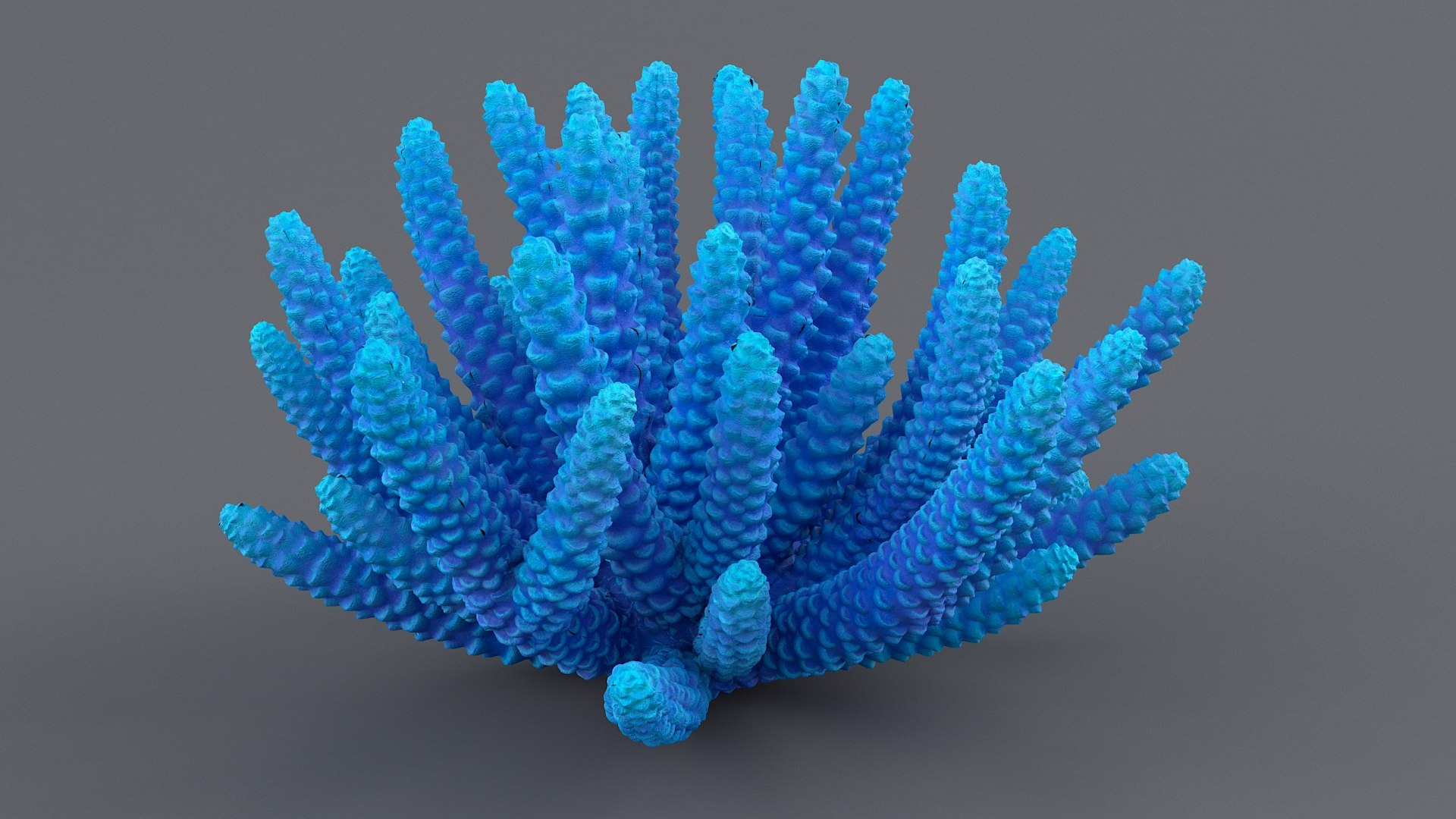 Acropora coral 3D model - TurboSquid 1477055