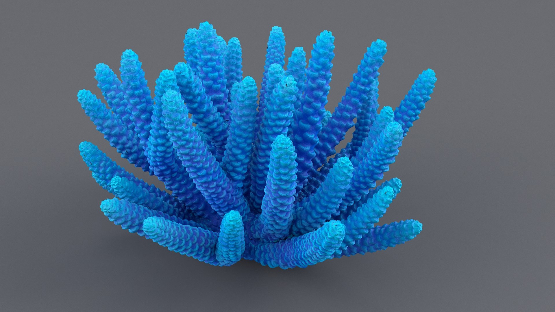 Acropora Coral 3D Model - TurboSquid 1477055