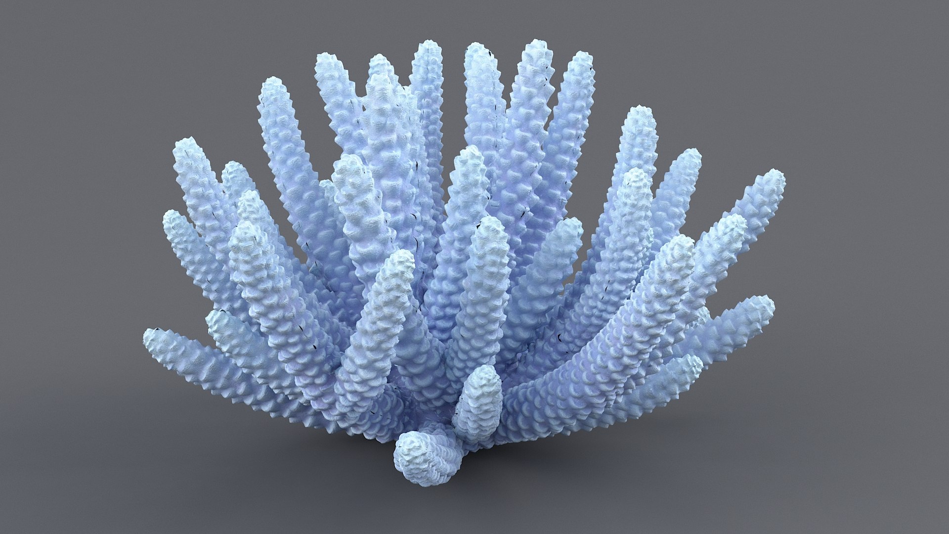 Acropora Coral 3D Model - TurboSquid 1477055