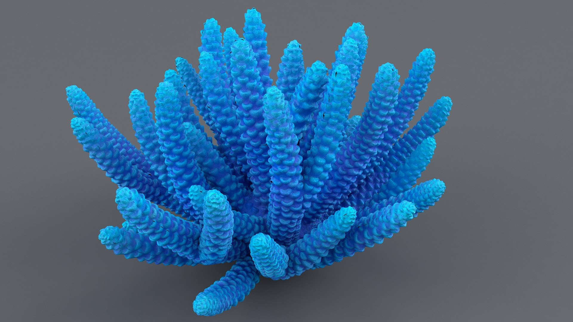 Acropora Coral 3D Model - TurboSquid 1477055