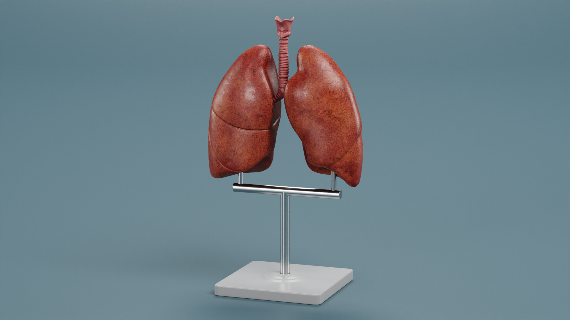 3D Lungs Model Model - TurboSquid 2026487