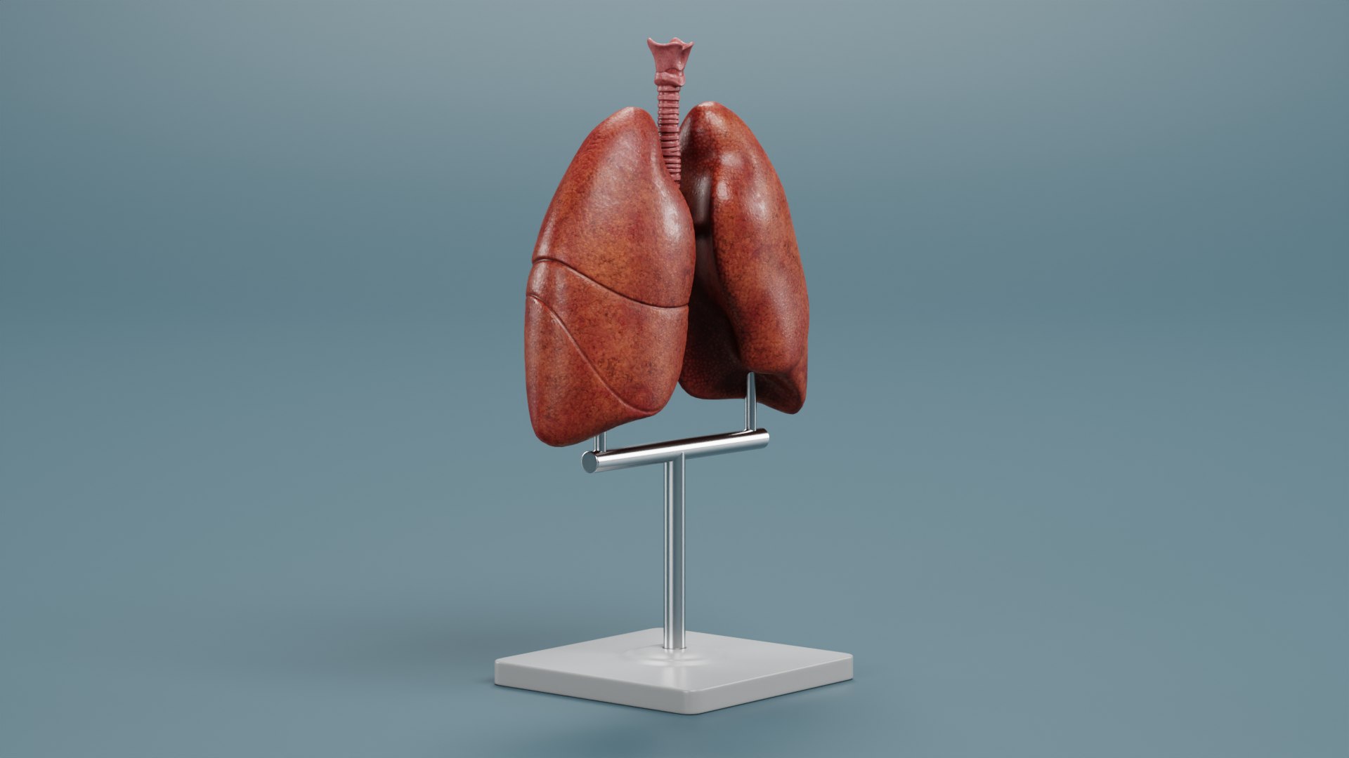 3D Lungs Model Model - TurboSquid 2026487